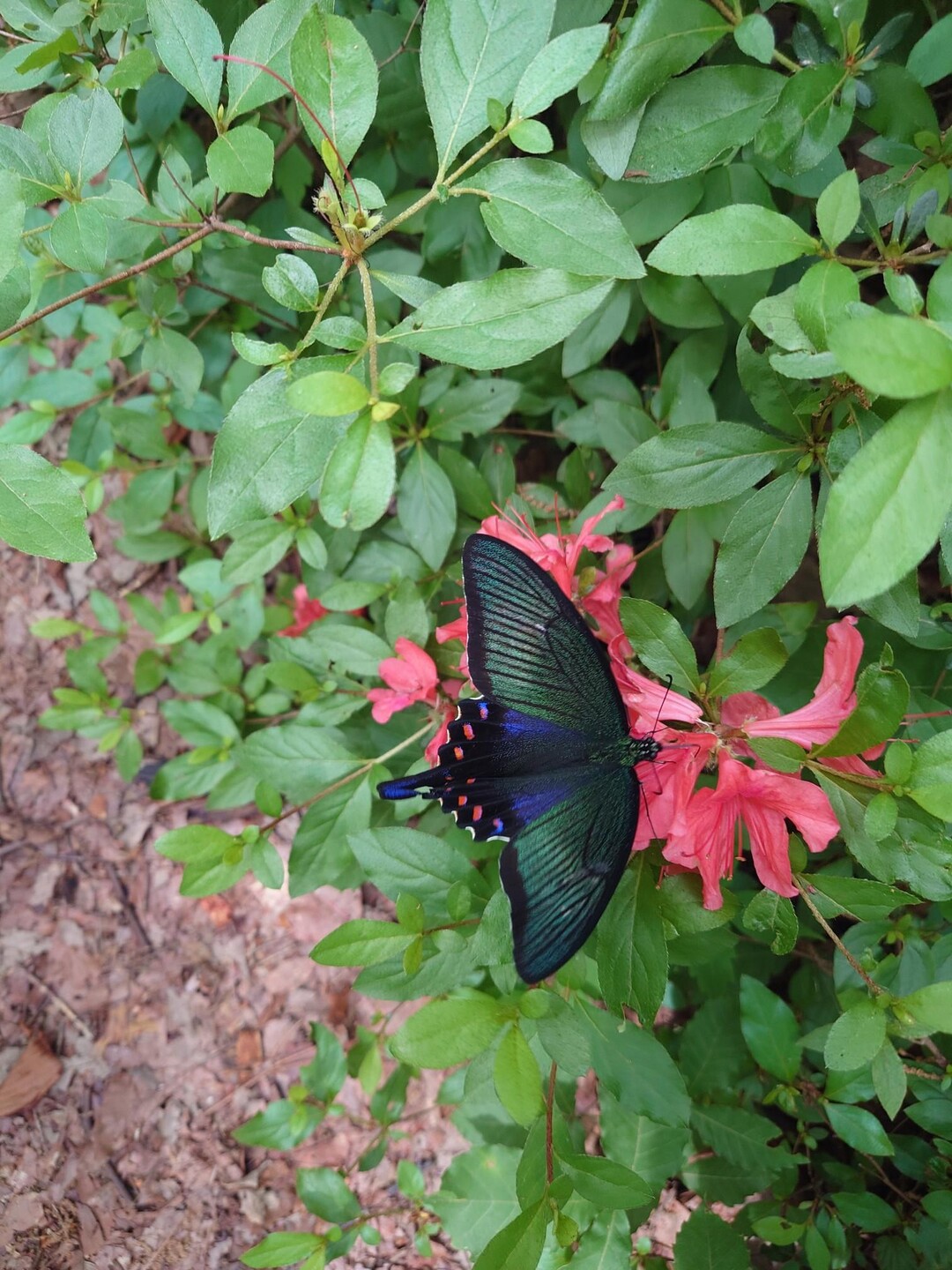 見附市民の森〜大平森林公園外周トレイル / hiroさんのランニングの活動データ | YAMAP / ヤマップ