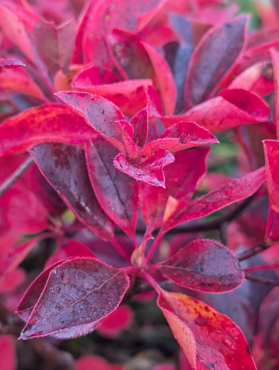ガスと強風と雨の栗駒🍁 / TKさんの栗駒山（須川岳）・秣岳・虚空蔵山の活動データ | YAMAP / ヤマップ