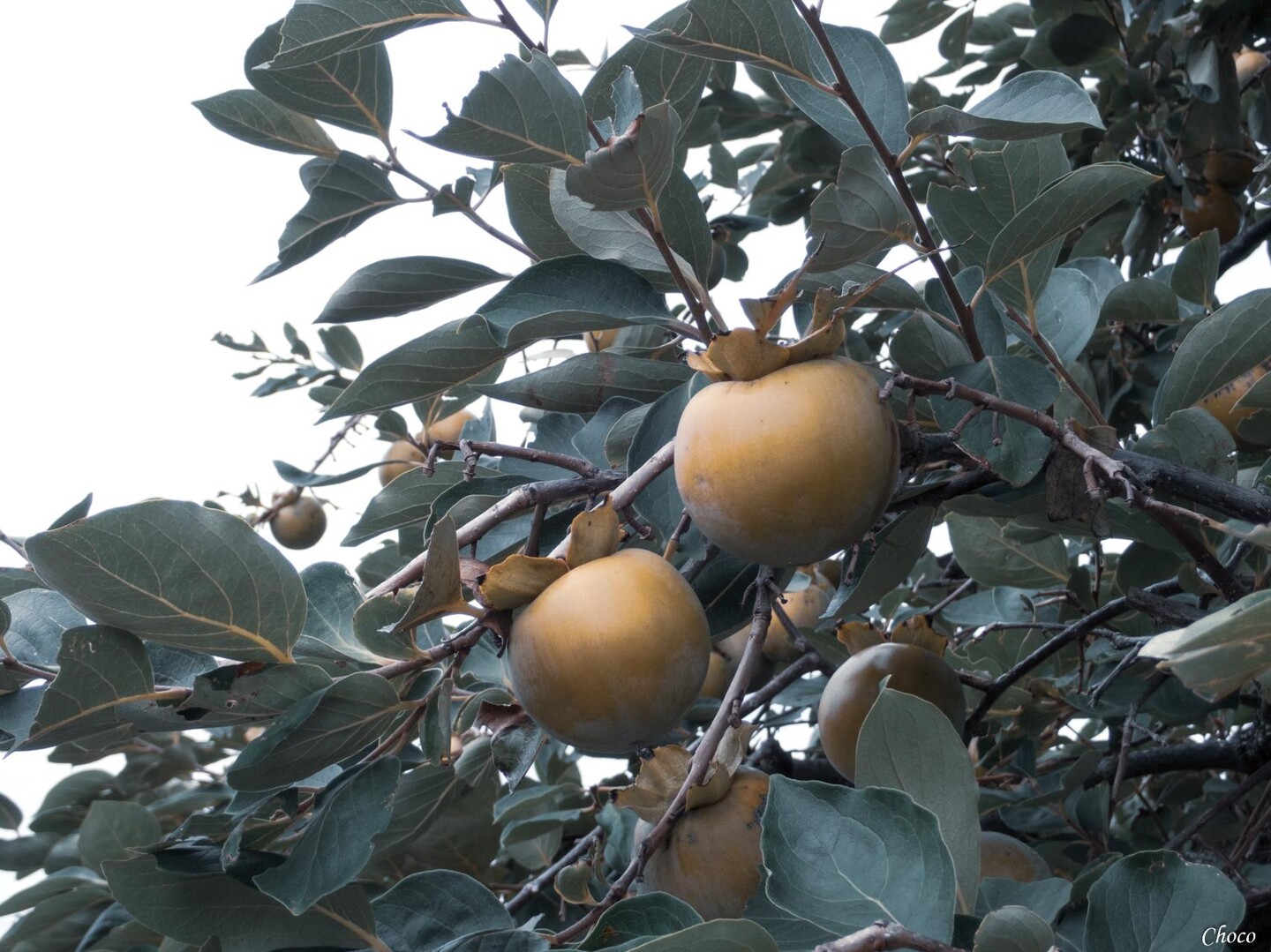 散歩 / chocoさんのウォーキングの活動データ | YAMAP / ヤマップ