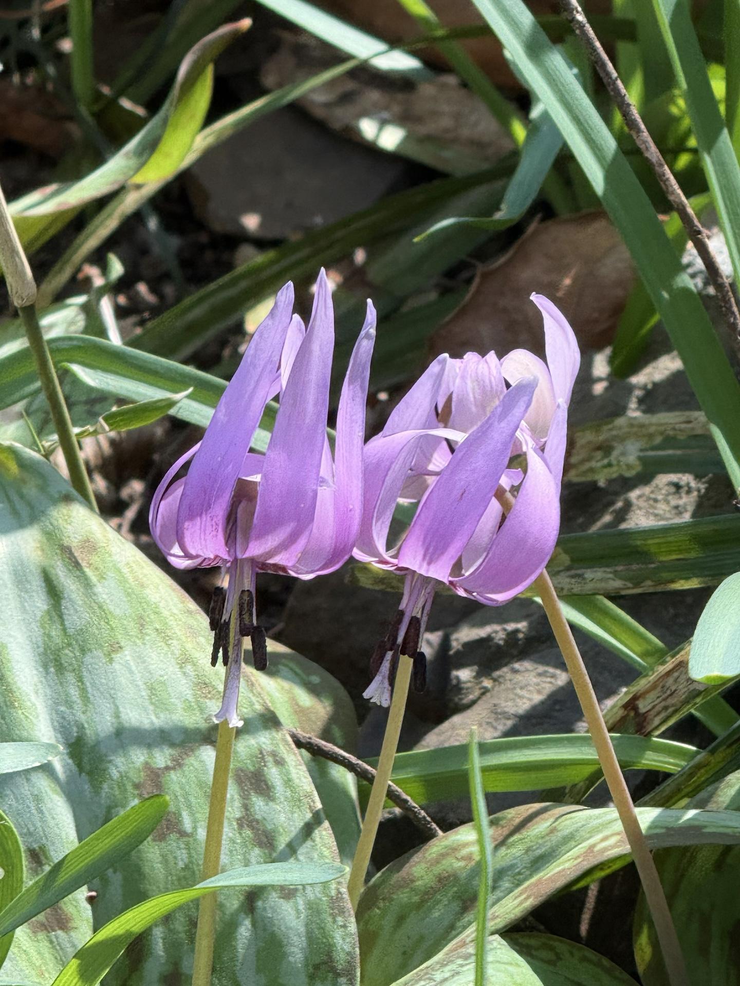 みかも山他 / Amy(エイミー)さんの三毳山の活動データ | YAMAP / ヤマップ