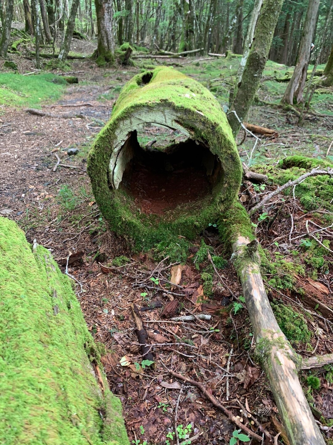 アザミ塚 / mrstさんの富士山登山ルート3776 3日目コースの活動データ | YAMAP / ヤマップ