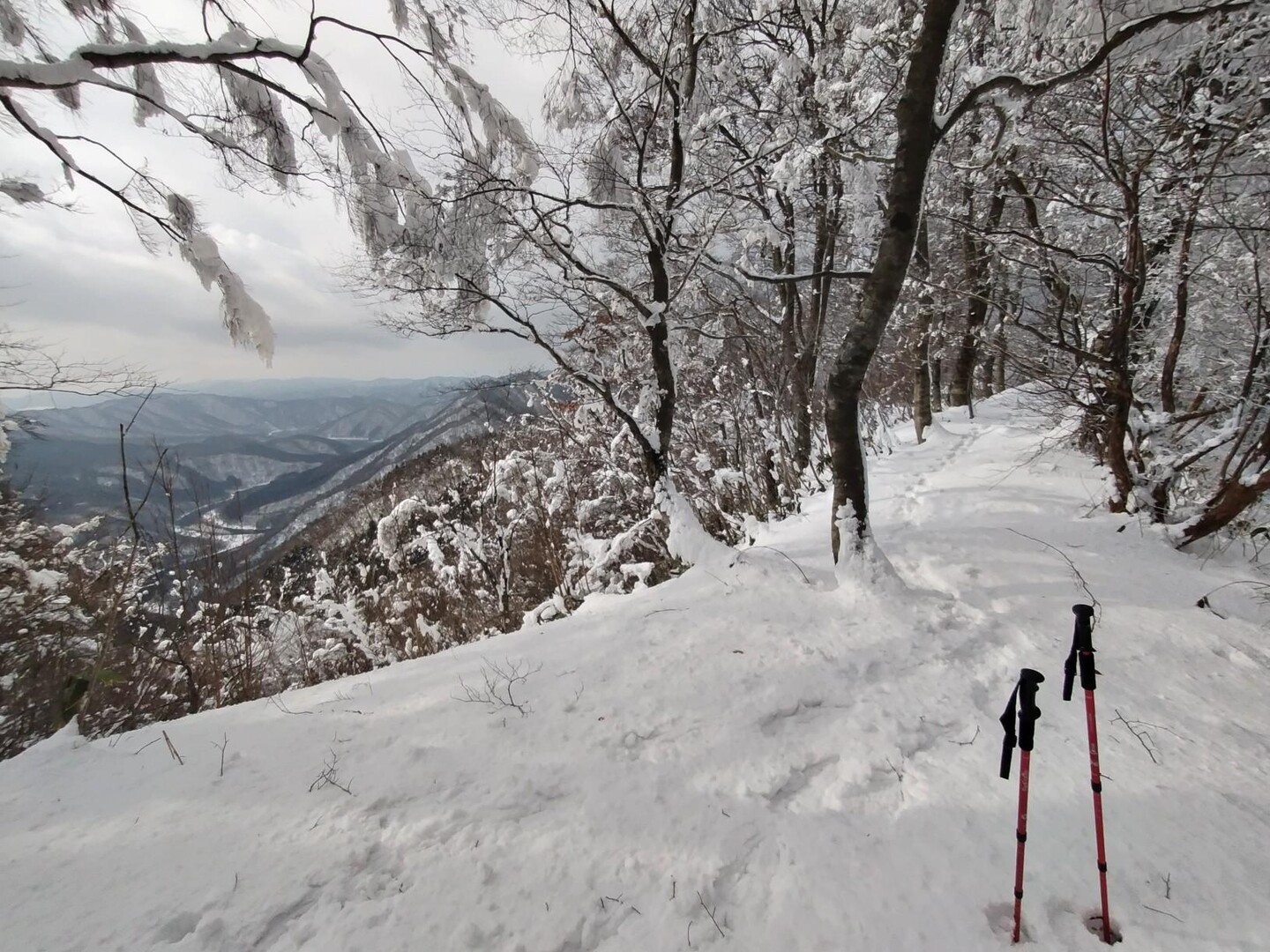 指谷山 / mipotさんの大万木山・琴引山（弥山）・指谷山・鯛ノ巣山の活動データ | YAMAP / ヤマップ