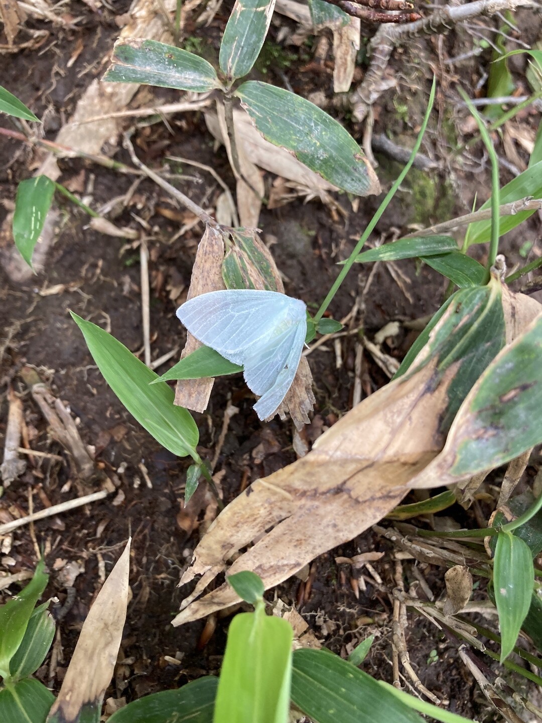 2022.06.26(日) 08:42 / れいさんのモーメント | YAMAP / ヤマップ