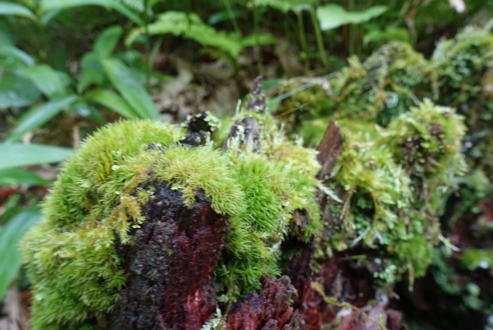 アカノラ山・入笠山 苔とキノコを楽しむ散歩(1泊2日) / zuccoさんの入笠山の活動データ | YAMAP / ヤマップ