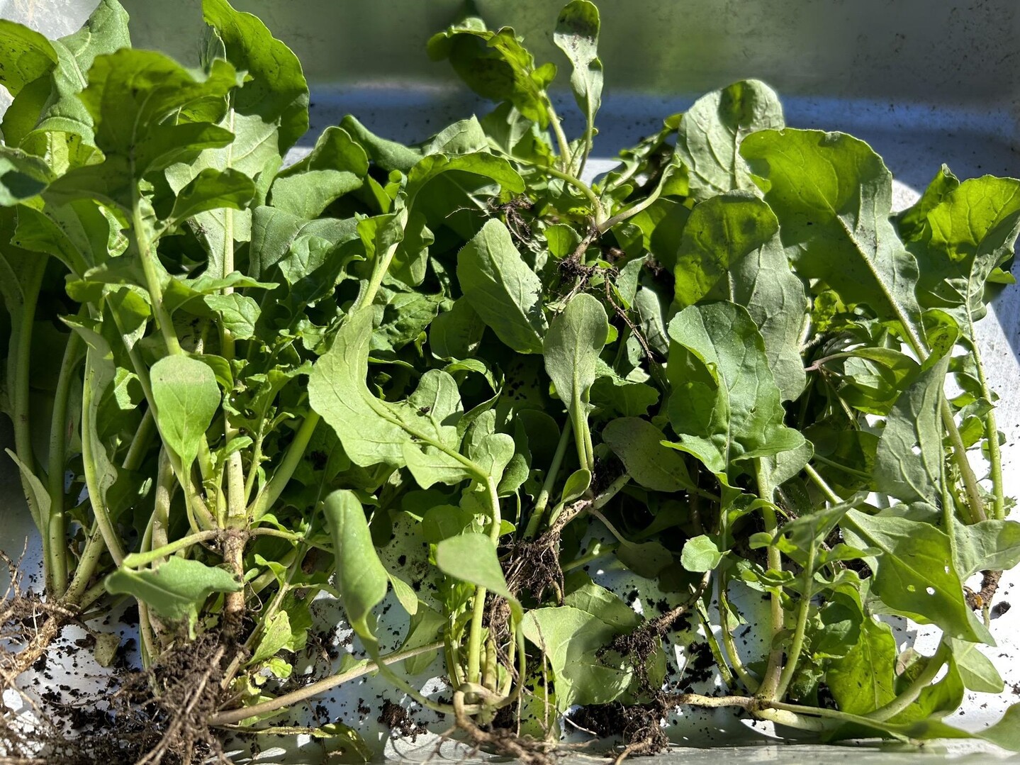 畑でルッコラ作っています。 今は寒くて成... / ritocotoさんのモーメント | YAMAP / ヤマップ