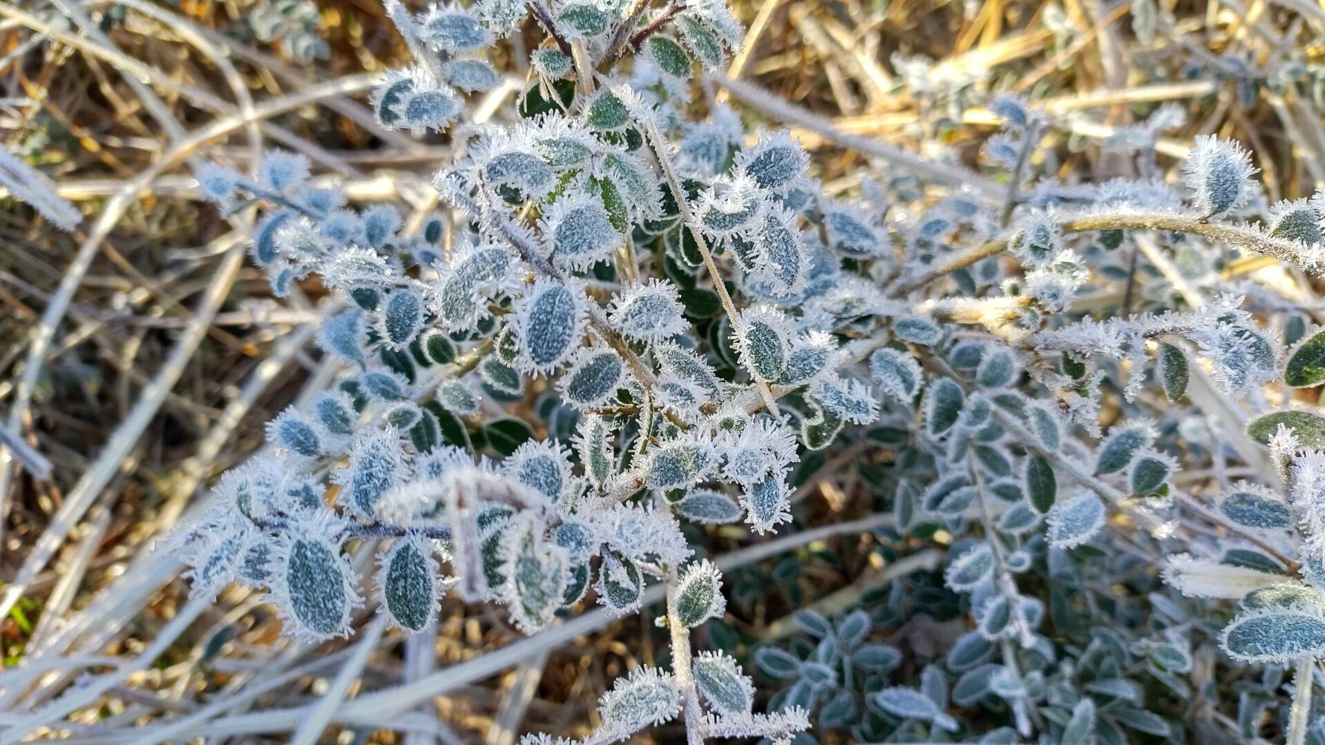 福智山・鈴ヶ岩屋・鷹取山 / you1さんの福智山・尺岳・雲取山の活動データ | YAMAP / ヤマップ