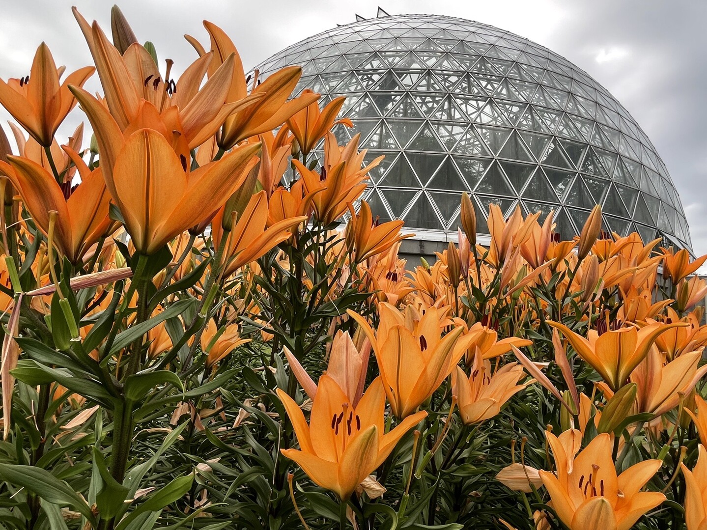 お花便りR4 vol.27 暑い日が連日... / kaizaさんのモーメント | YAMAP / ヤマップ