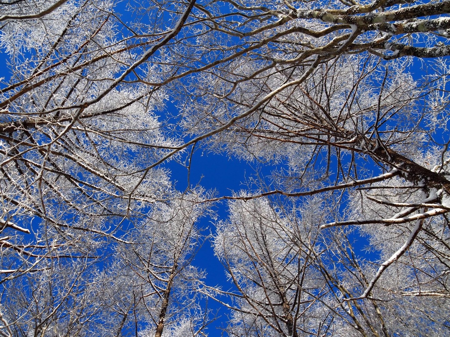 南沢山・横川山 / maさんの鹿島槍ヶ岳・五竜岳（五龍岳）・唐松岳の活動データ | YAMAP / ヤマップ