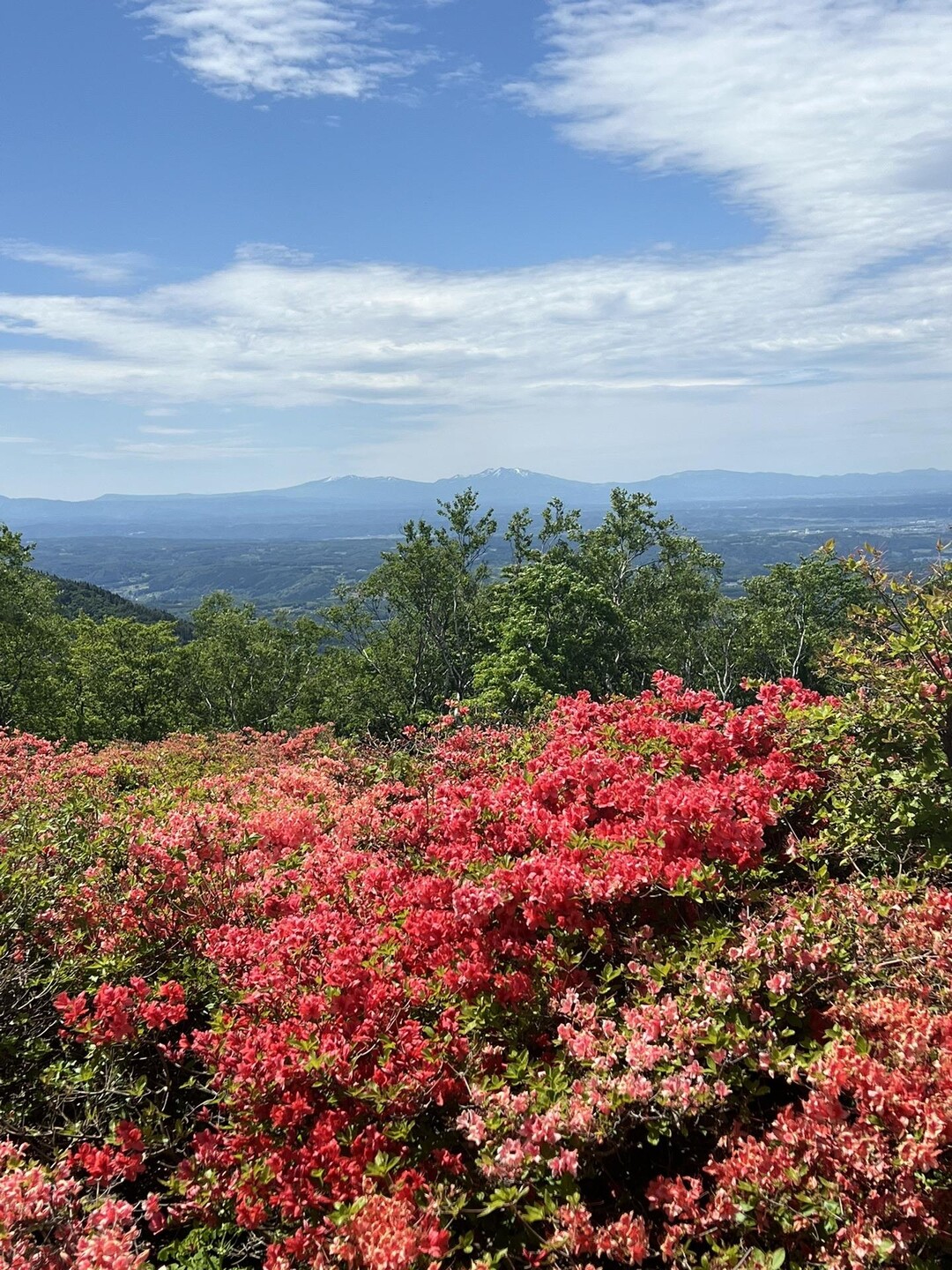 階上岳 ヤマツツジ咲く / Fisherマンさんの階上岳（種市岳・臥牛山）・久慈平岳の活動データ | YAMAP / ヤマップ