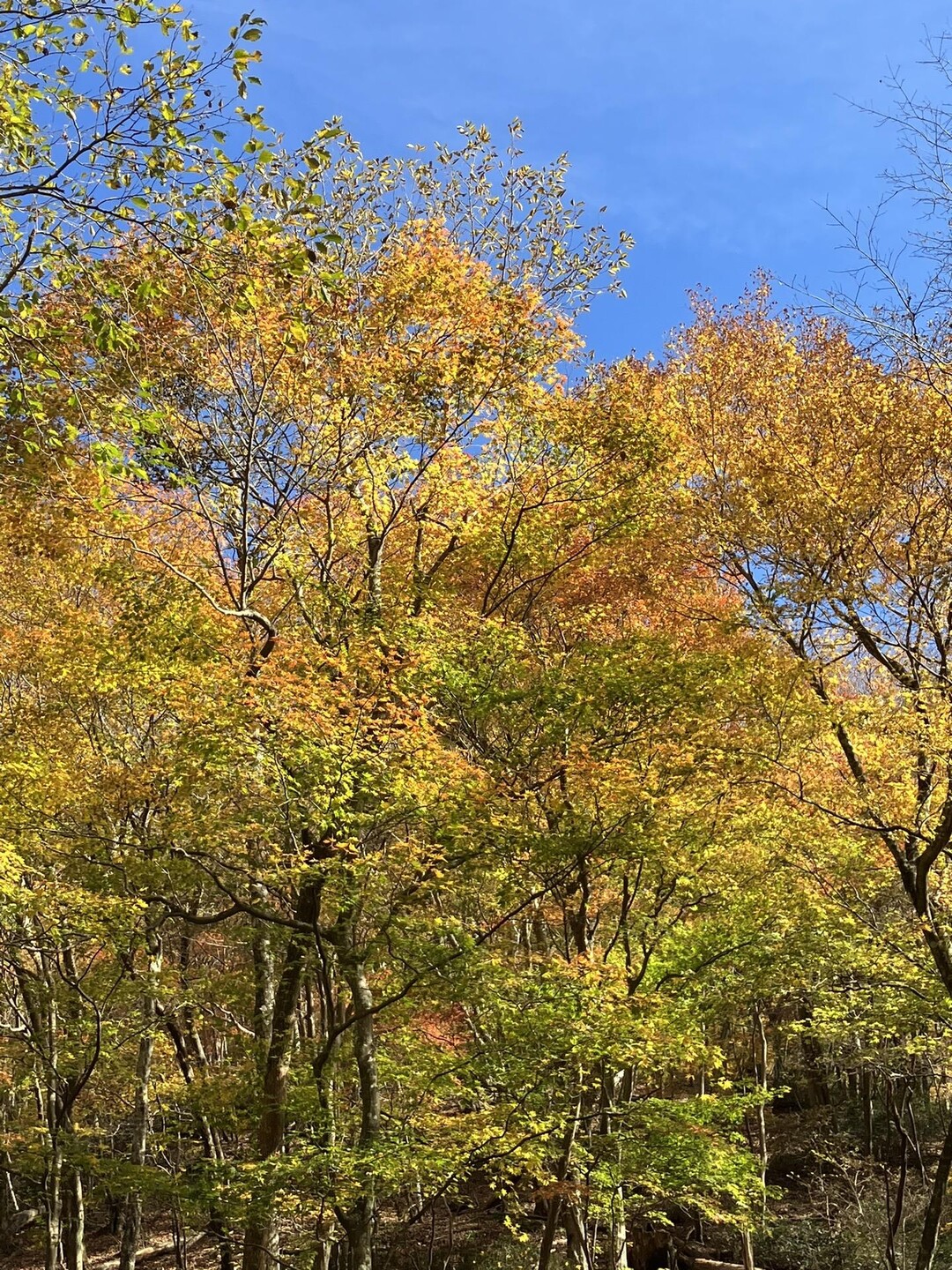 雨乞岳2nd‼️ / mikasaさんの御在所岳（御在所山）・雨乞岳の活動データ | YAMAP / ヤマップ