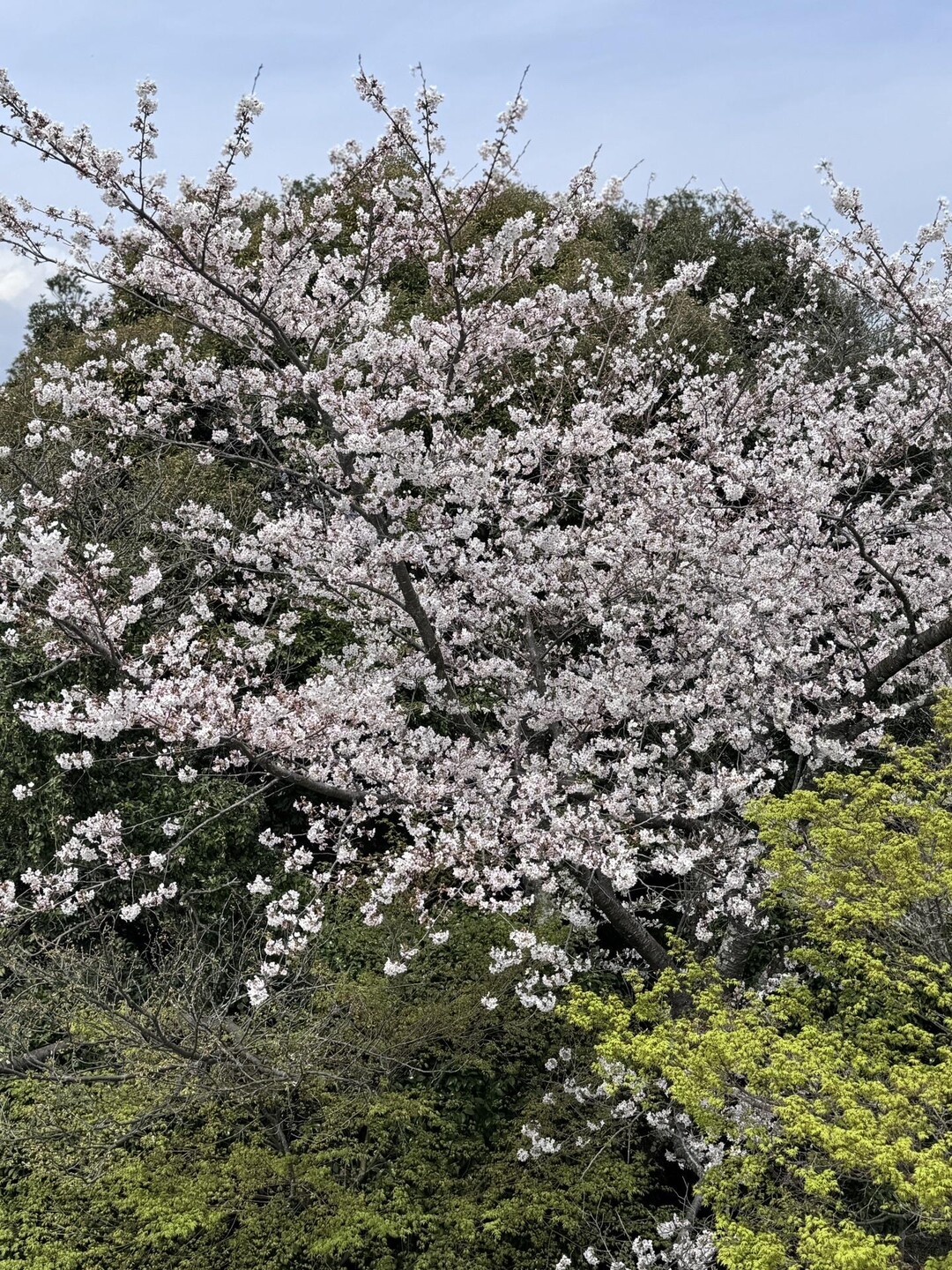 弘法山で桜🌸 / syu8_PPさんの弘法山の活動データ | YAMAP / ヤマップ