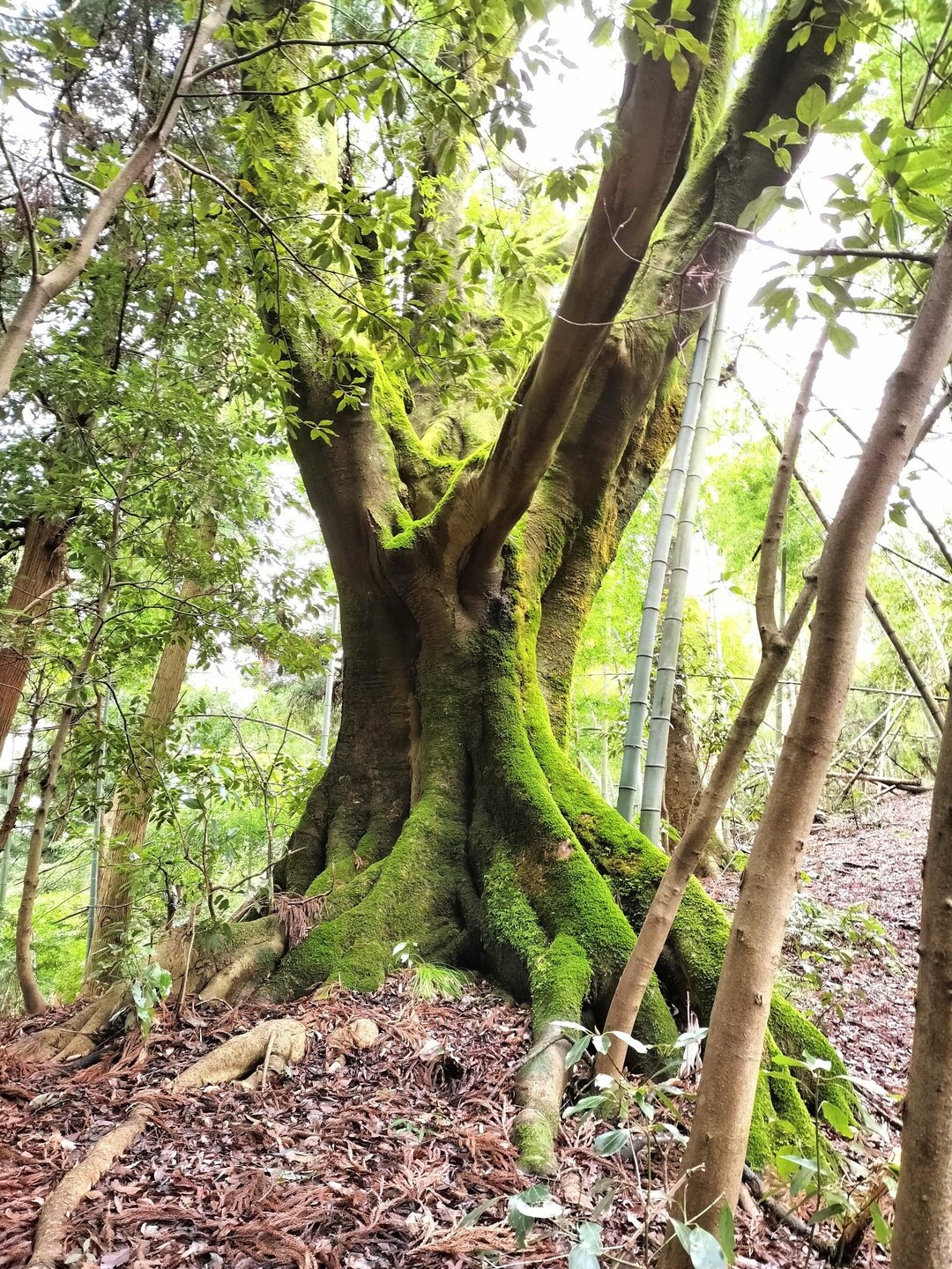 文殊山(1MJ)+丹波岳+広野山 / つちのこ🌲さんの日野山の活動日記 | YAMAP / ヤマップ