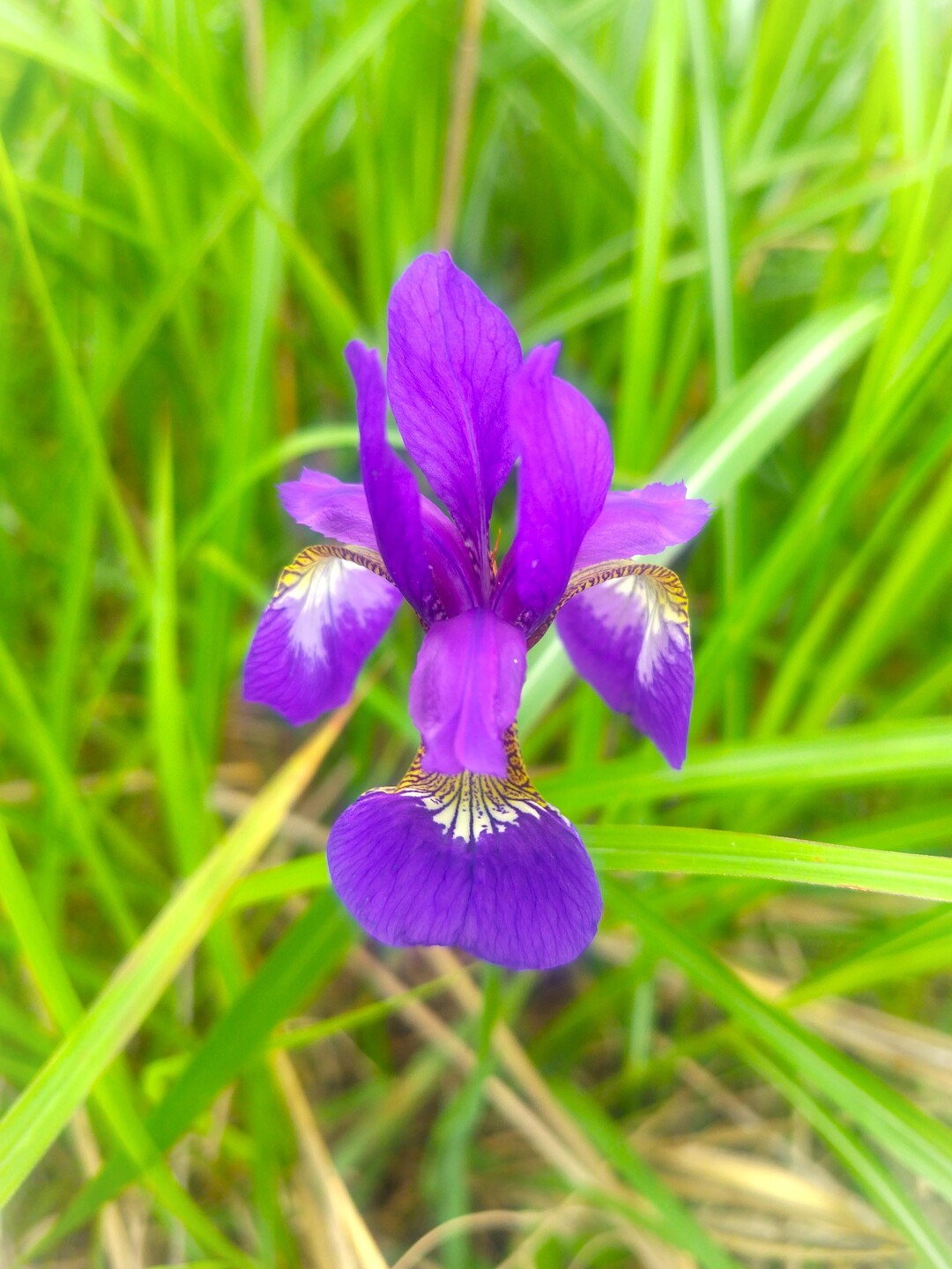 横峰 / TOMTOMさんの鉢伏山・高ボッチ山・三峰山の活動データ | YAMAP / ヤマップ