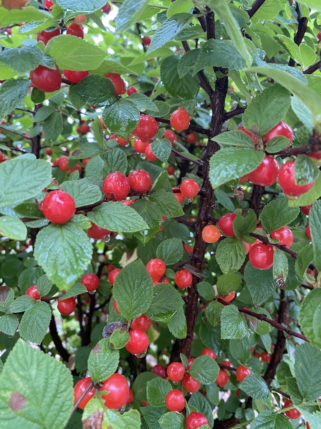 吾妻山 / ariさんの鳴神山・吾妻山の活動データ | YAMAP / ヤマップ