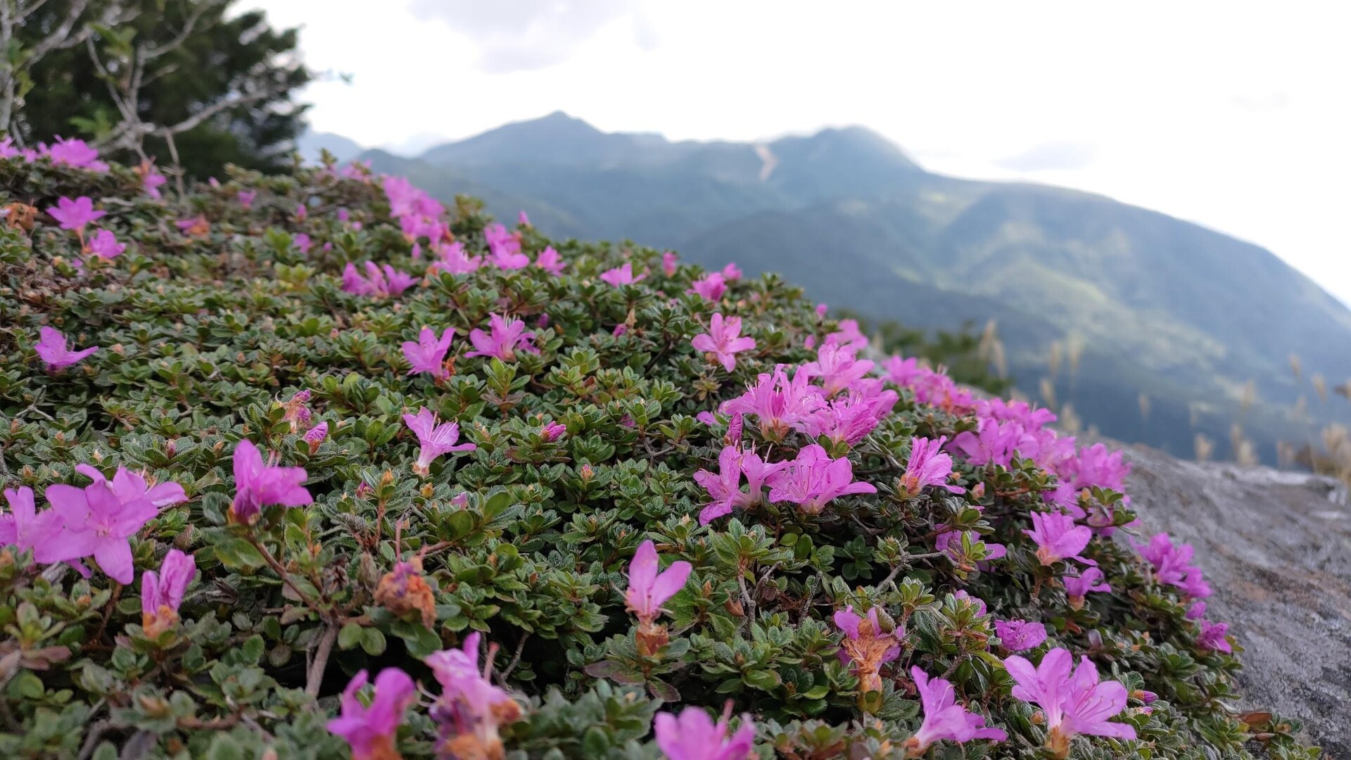 久住 猟師岳・猟師山南峰・合頭山 / anto SSさんの九重山（久住山）・大船山・星生山の活動データ | YAMAP / ヤマップ