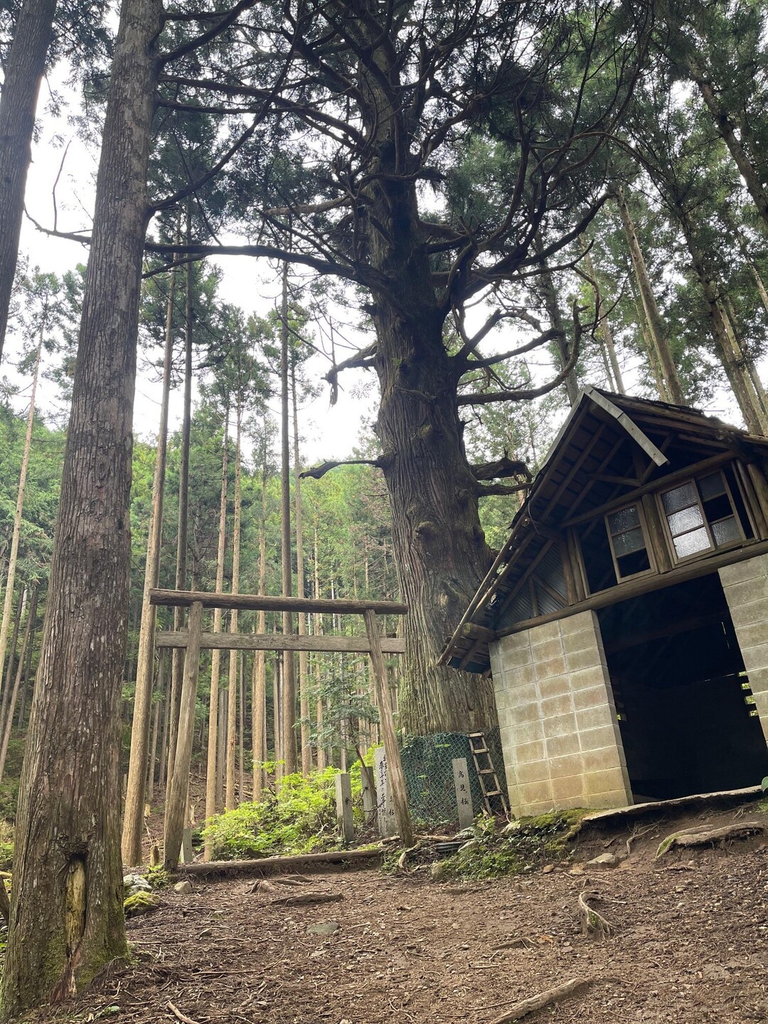 高見山 / Yocchiさんの高見山・黒石山・天狗山の活動データ | YAMAP / ヤマップ