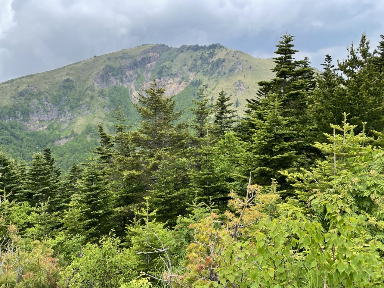 菅平牧場〜四阿山 ピストン / ULhikerさんの四阿山・根子岳の活動データ | YAMAP / ヤマップ