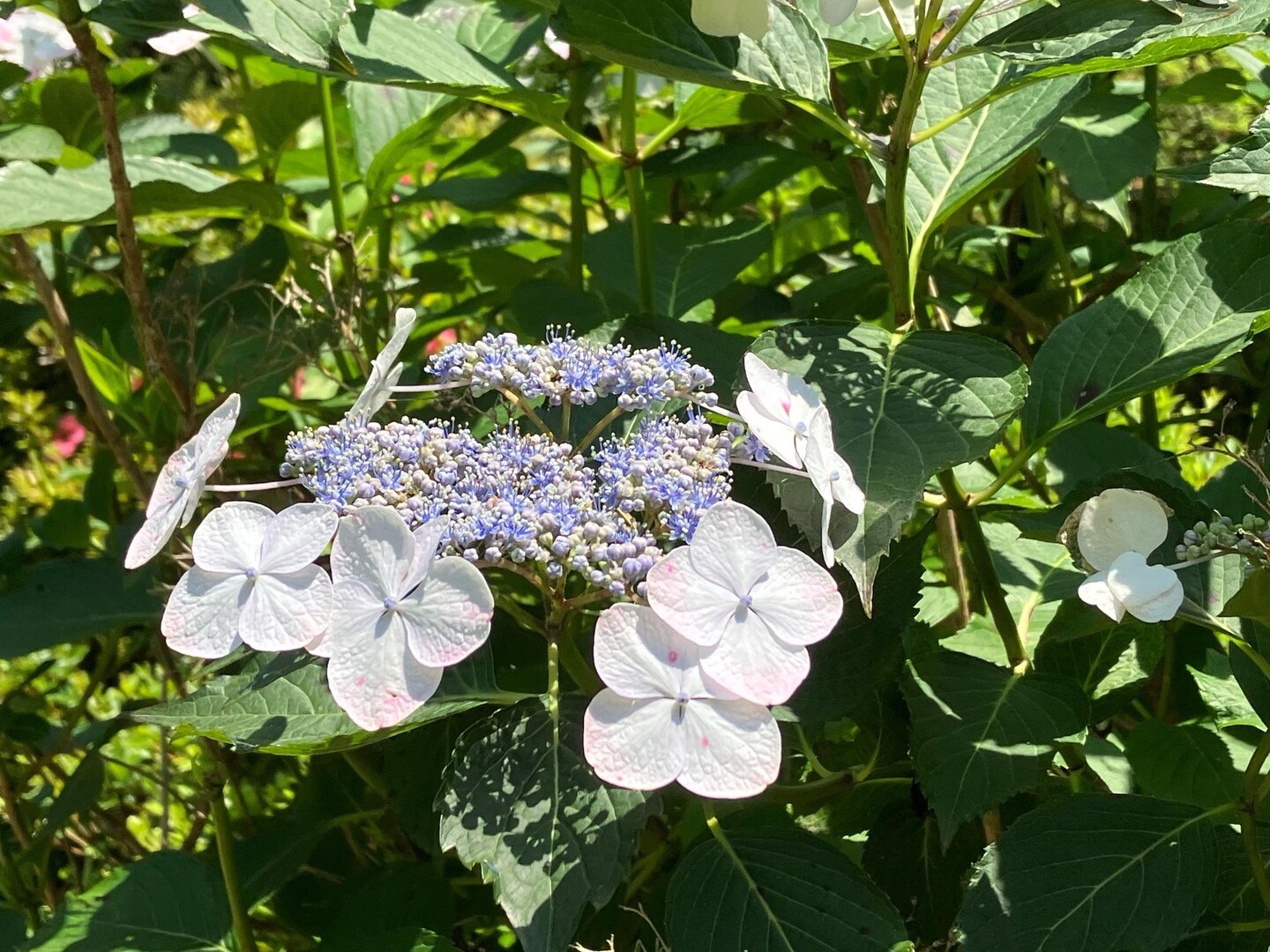 吾妻山 / REI - KOさんの鳴神山・吾妻山の活動データ | YAMAP / ヤマップ