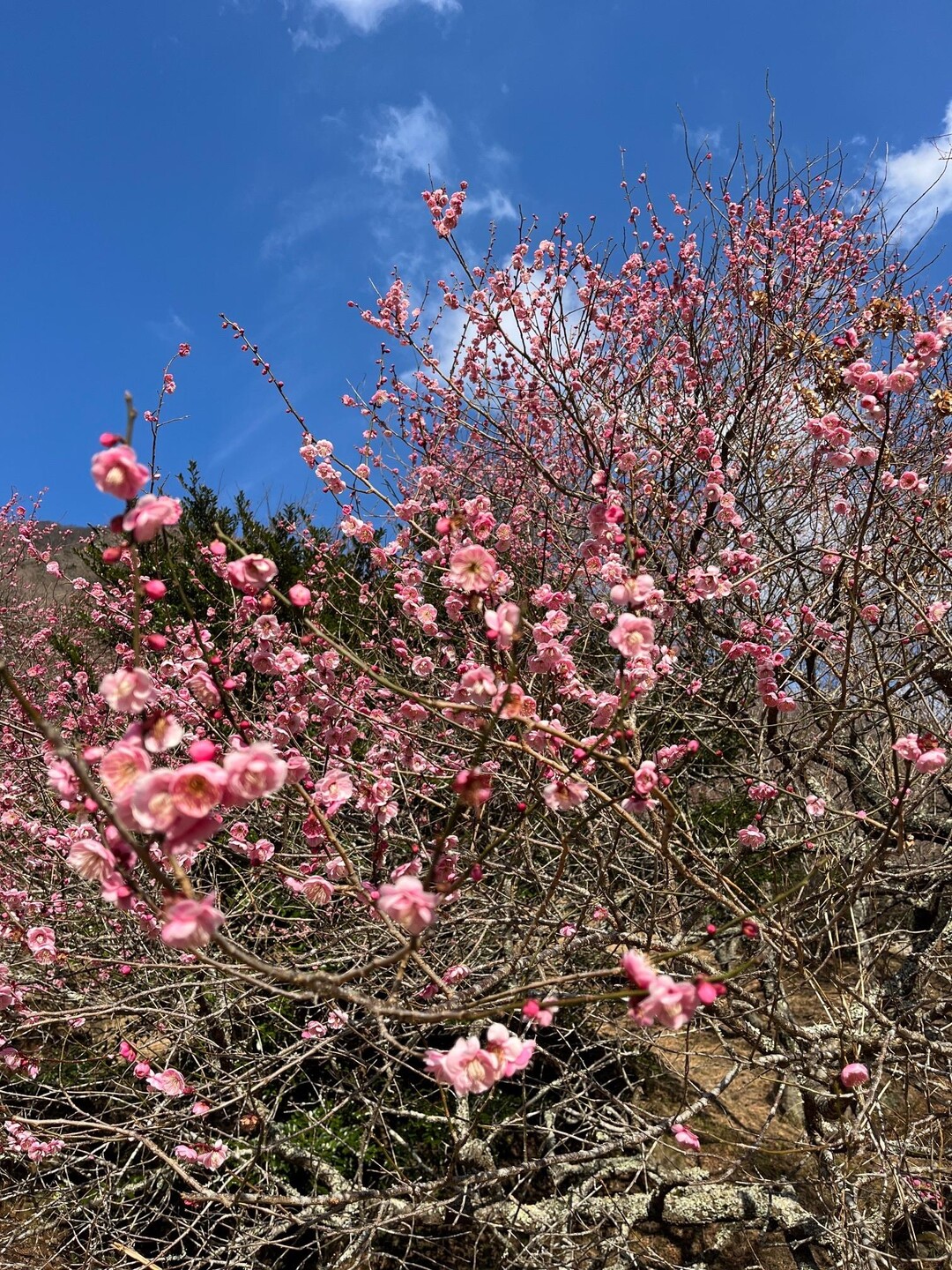 城山〜湯河原梅林 / konyan さんの幕山・南郷山の活動データ | YAMAP / ヤマップ