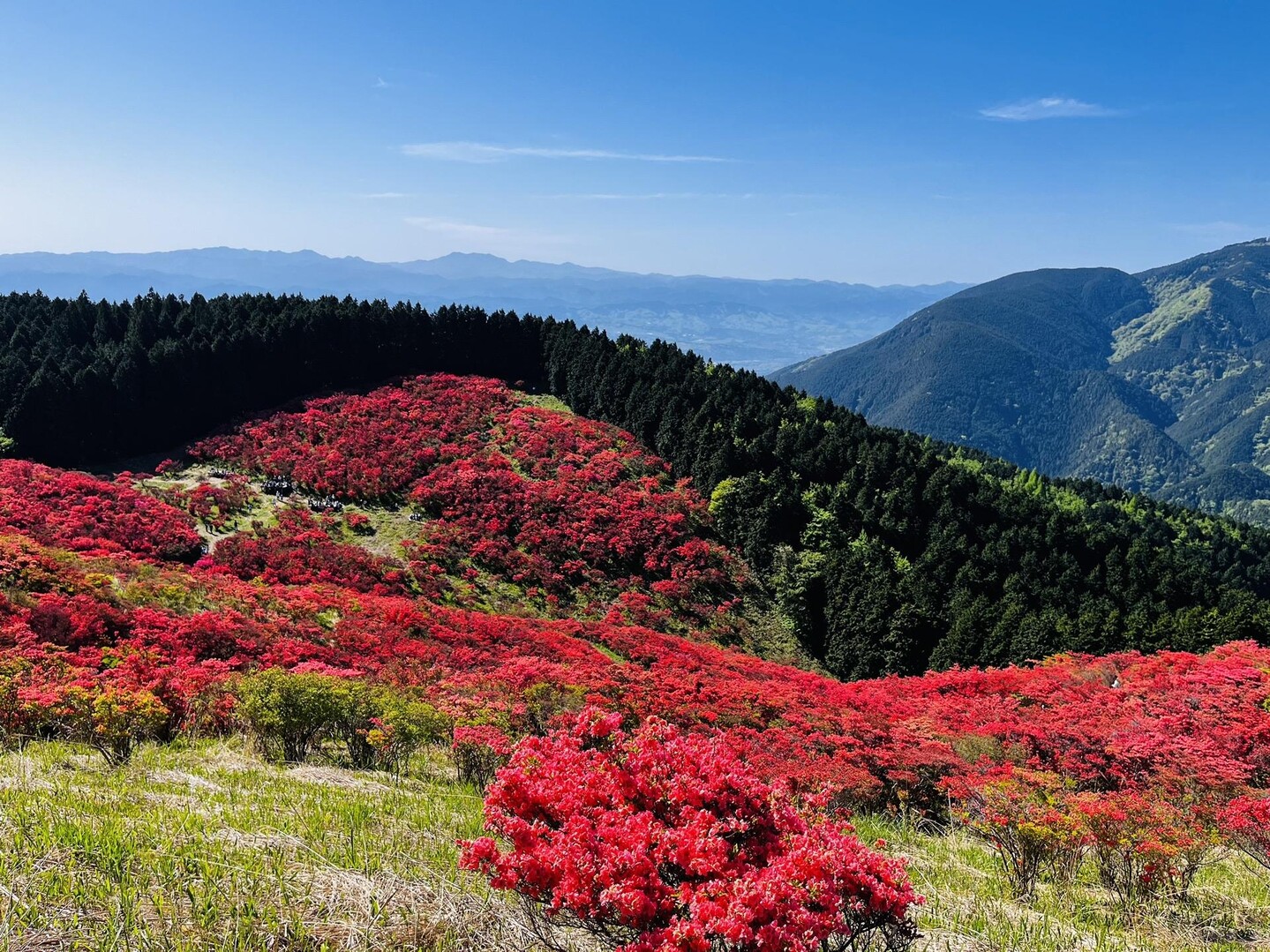 真っ赤に染まるツツジ園 / minnさんの金剛山・二上山・大和葛城山の活動データ | YAMAP / ヤマップ