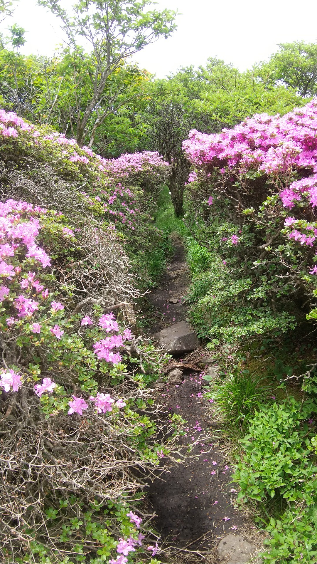 YAMAP職人さんの投稿したフィールドメモ | YAMAP / ヤマップ