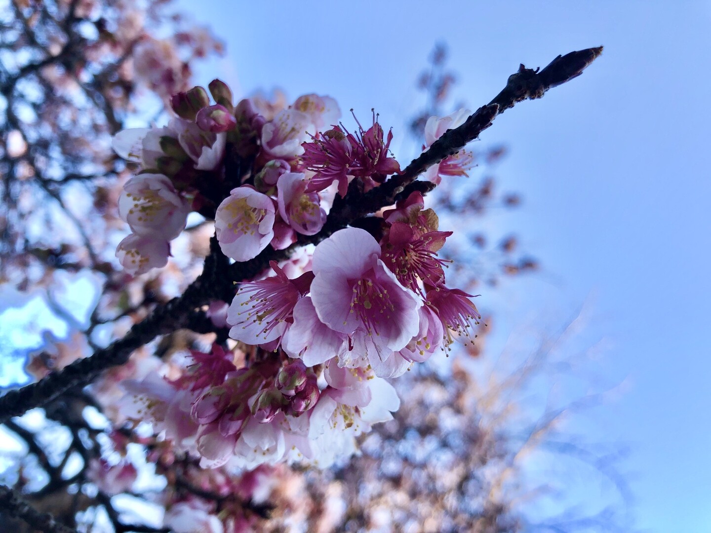 #東京散歩 小石川植物園 カンザクラ開花... / いけちゃんさんのモーメント | YAMAP / ヤマップ
