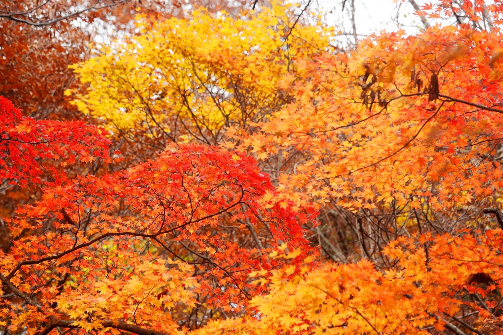 八方ヶ原 滝めぐり / koduckunさんの高原山・釈迦ヶ岳・鶏頂山の活動データ | YAMAP / ヤマップ