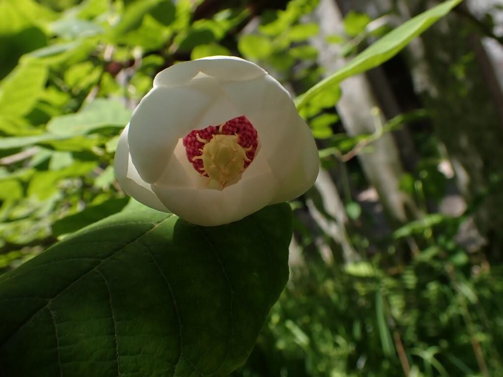 貴婦人に会いに金剛山 / やまっぺさんの葛城修験エリアマップ（金剛山周辺）の活動日記 | YAMAP / ヤマップ