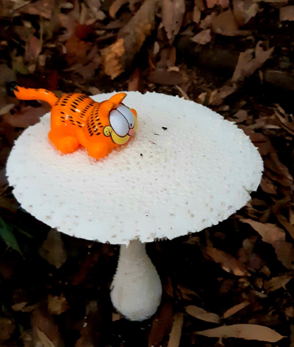 香春十山(とざん)Vo.2 小富士、愛宕、大坂、障子ヶ岳🎶 / 信さん60nobさんの大坂山（飯岳山）・障子ヶ岳の活動日記 | YAMAP / ヤマップ