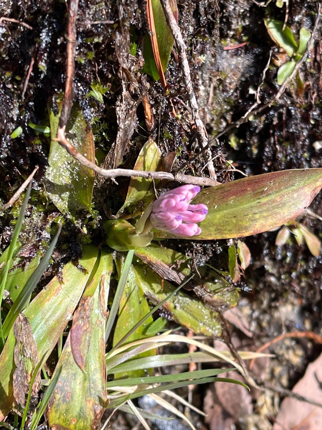 猿投山(雲興寺から) / accoさんの猿投山・物見山の活動データ | YAMAP / ヤマップ