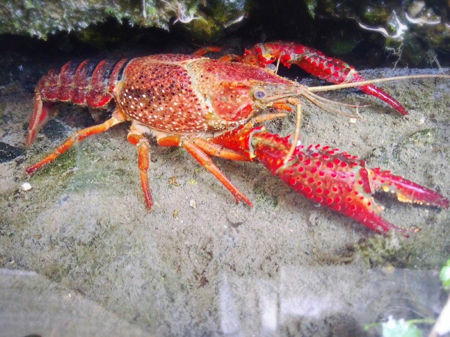 家の溝にいたらしぃ。。 過去最大とLIN... / Jyuri.さんのモーメント | YAMAP / ヤマップ