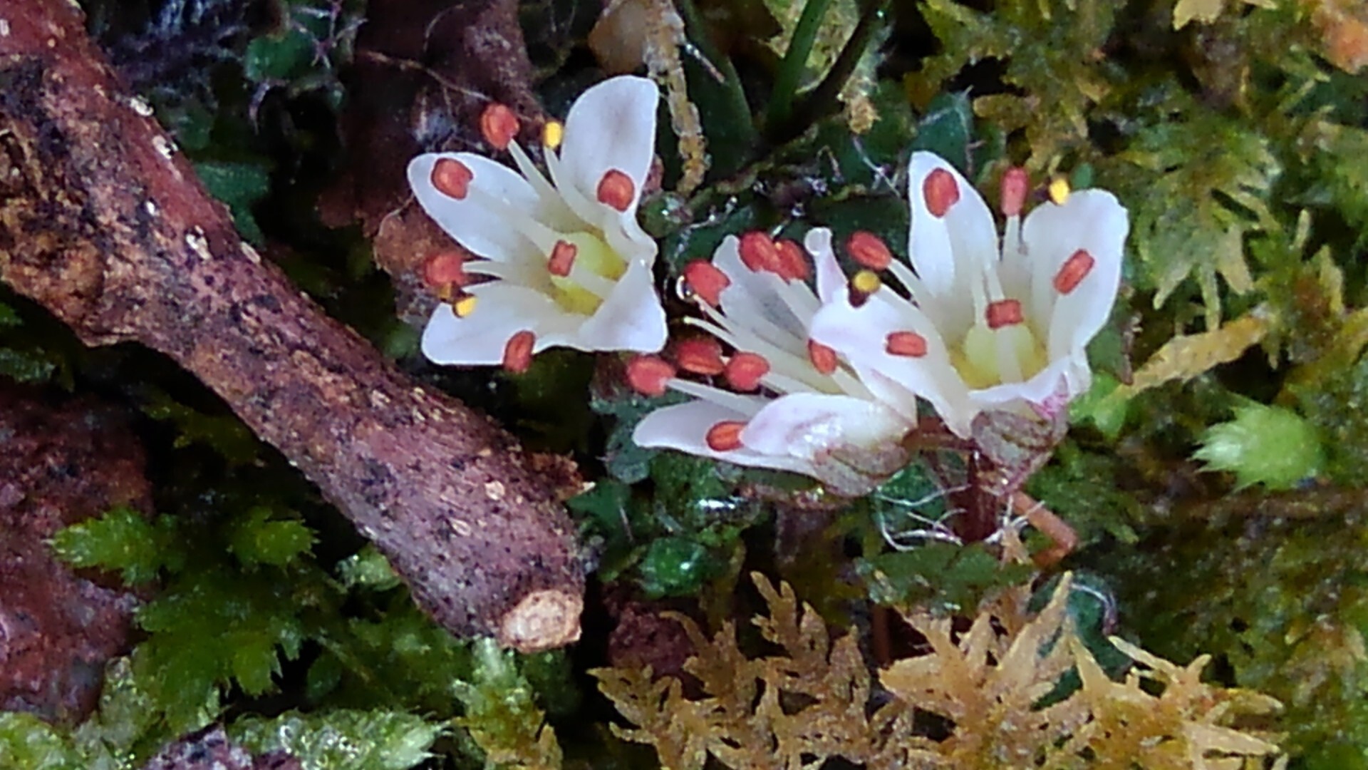 利平茶屋から長七郎山 / 🍀makokazu🍀さんの赤城山・黒檜山・荒山の活動データ | YAMAP / ヤマップ