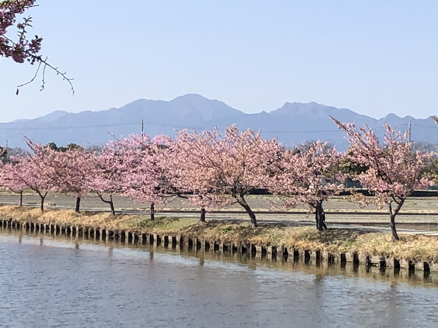 【追加の追加】河津桜と鈴の音アルプス / pixyさんのモーメント | YAMAP / ヤマップ