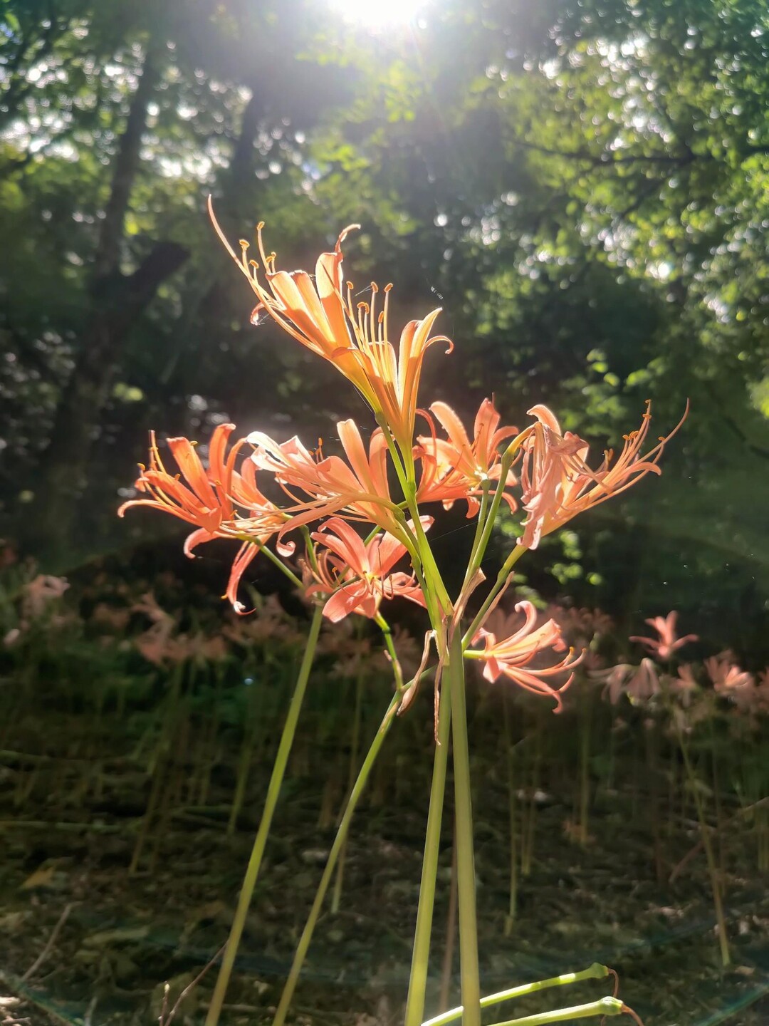 2023年8月5日 オオキツネノカミソリ... / akiraさんのモーメント | YAMAP / ヤマップ