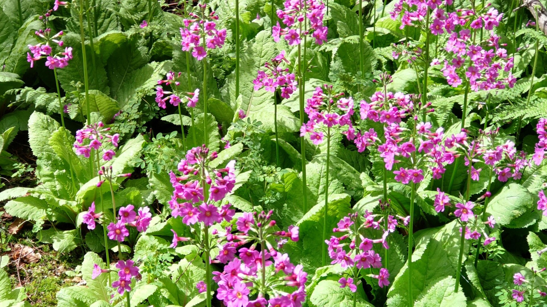 霊仙山の春 / ss43mさんの霊仙山の活動データ | YAMAP / ヤマップ