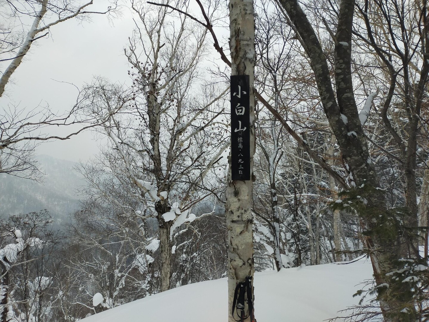 小白山 / kami415さんの無意根山の活動データ | YAMAP / ヤマップ