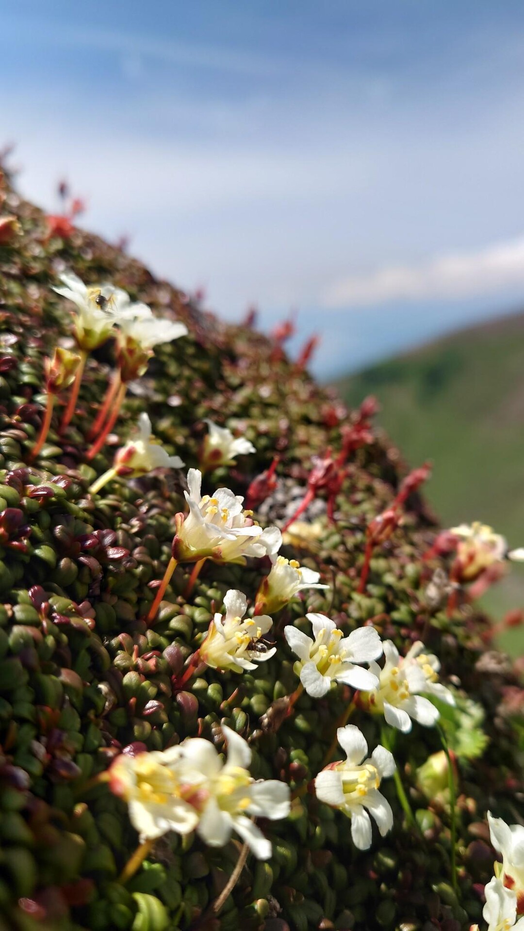 真狩岳・羊蹄山 / makyさんの羊蹄山（蝦夷富士）の活動データ | YAMAP / ヤマップ