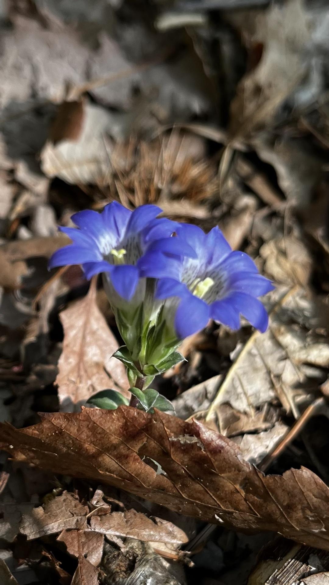 戸神山 / けいさんの戸神山・高王山の活動日記 | YAMAP / ヤマップ