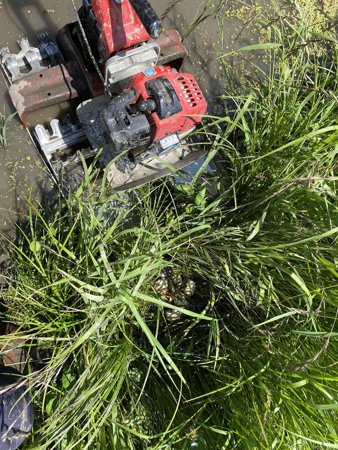 また、やっちまった… 自宅前の水田の除草... / ken1ohtaさんのモーメント | YAMAP / ヤマップ