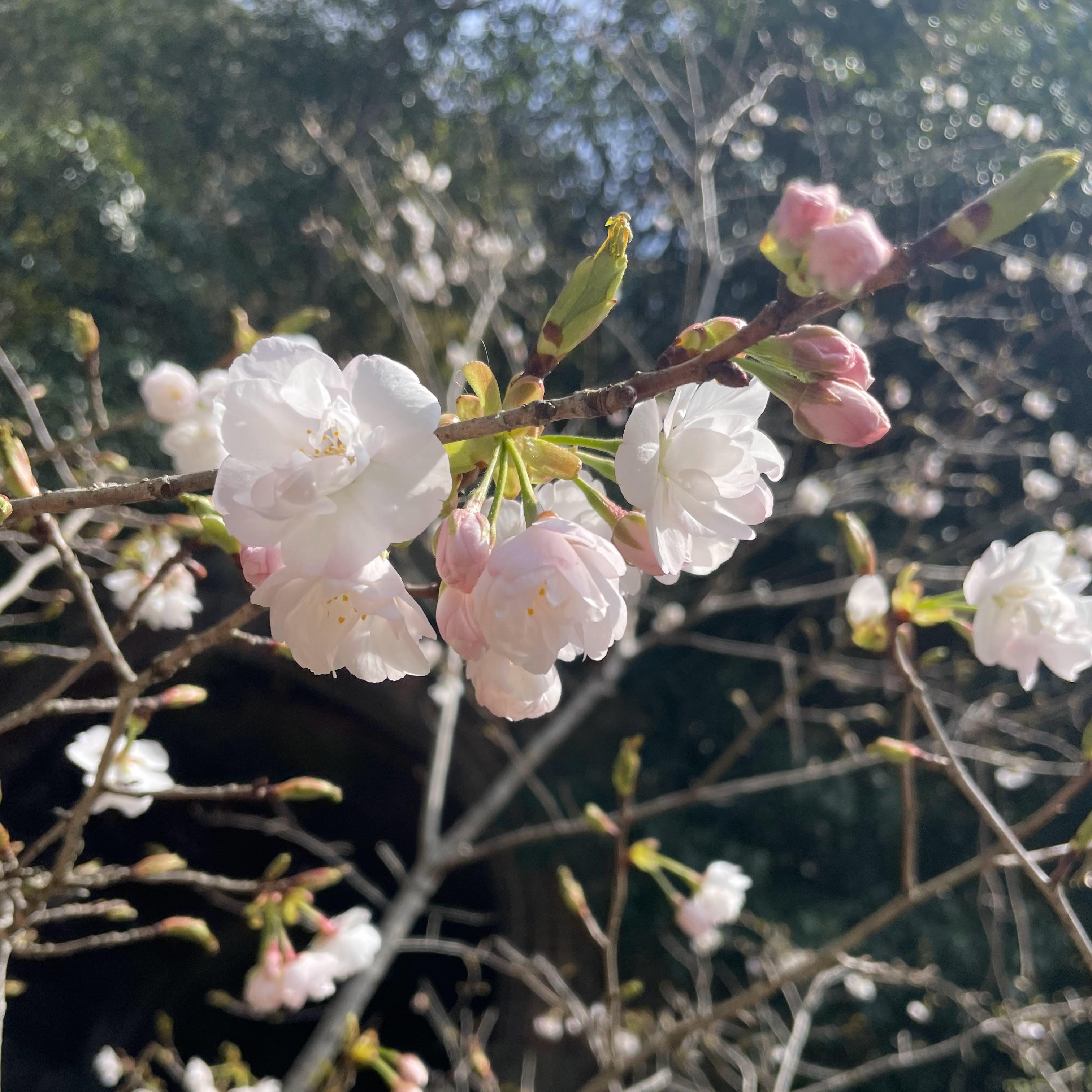 大峰山 / こまどりさんの六甲山・長峰山・摩耶山の活動データ | YAMAP / ヤマップ