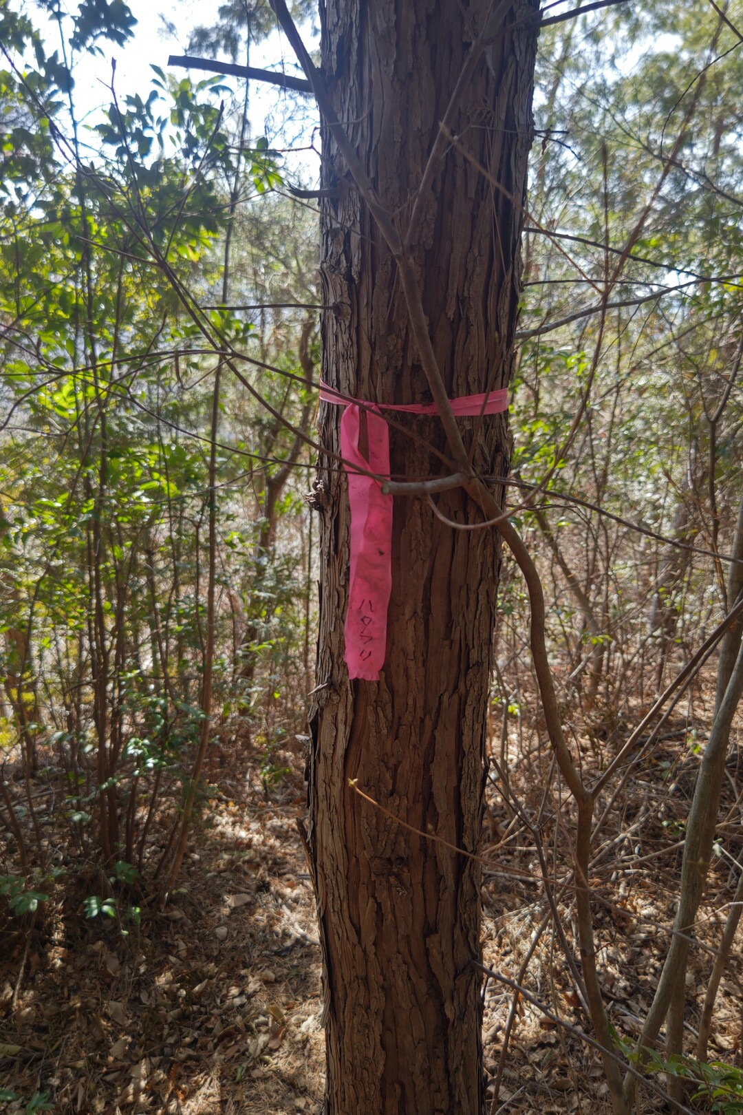 DSIさんの投稿したフィールドメモ | YAMAP / ヤマップ