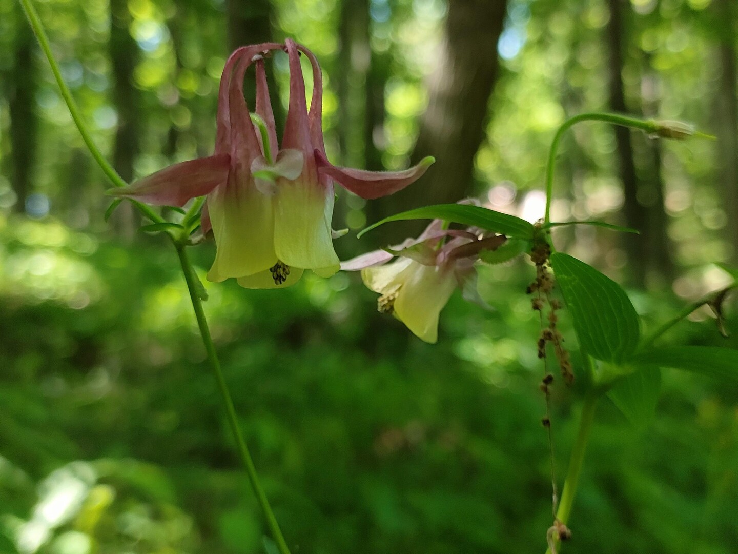鹿田山だより / gontaさんの鹿田山の活動日記 | YAMAP / ヤマップ
