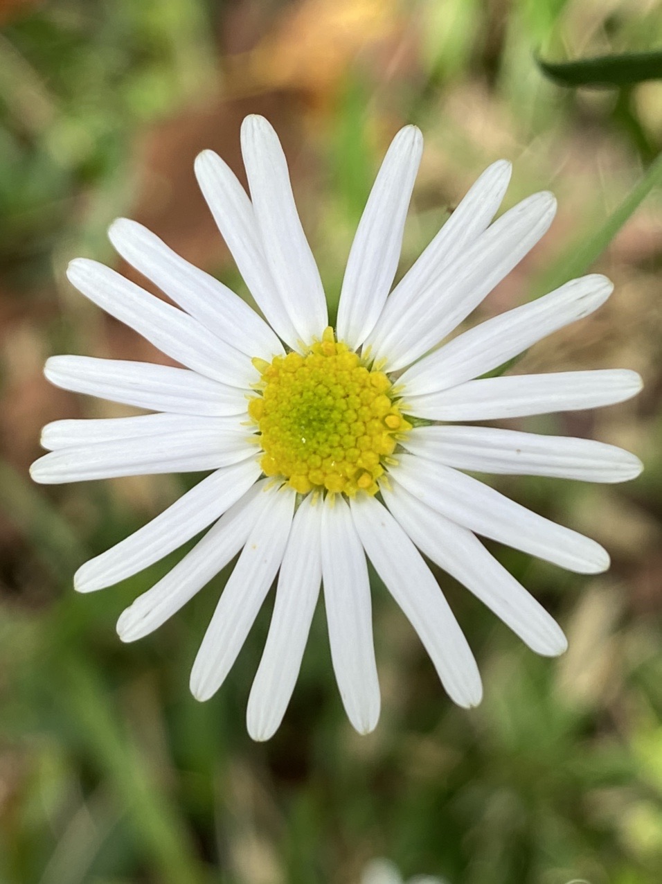 本日のお花＆その他たち コヨメナ イラガ... / hiroさんのモーメント | YAMAP / ヤマップ