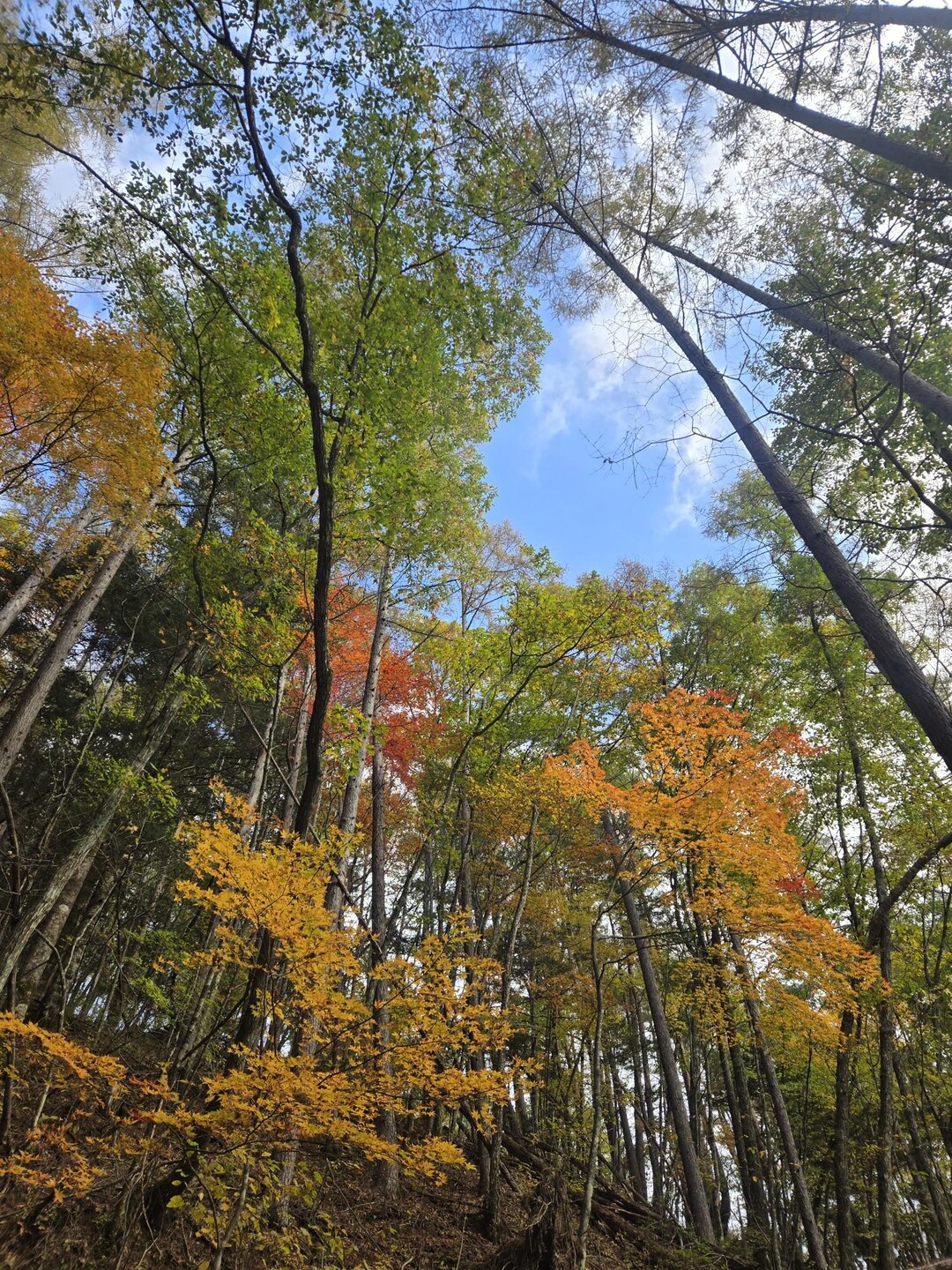 城山【飛騨街道 西野峠】 / TEPPY さんの御嶽山・継子岳・摩利支天山の活動日記 | YAMAP / ヤマップ