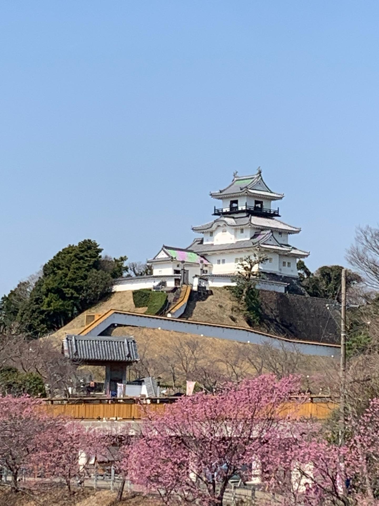 掛川桜🌸掛川城 TVで掛川桜が見頃と... / jimきちさんのモーメント | YAMAP / ヤマップ