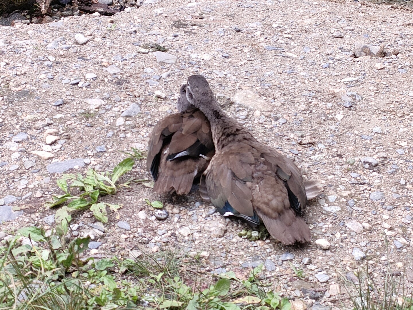 大キレット 2回目の挑戦も惨敗 / maekaoさんの槍ヶ岳・穂高岳・上高地の活動データ | YAMAP / ヤマップ