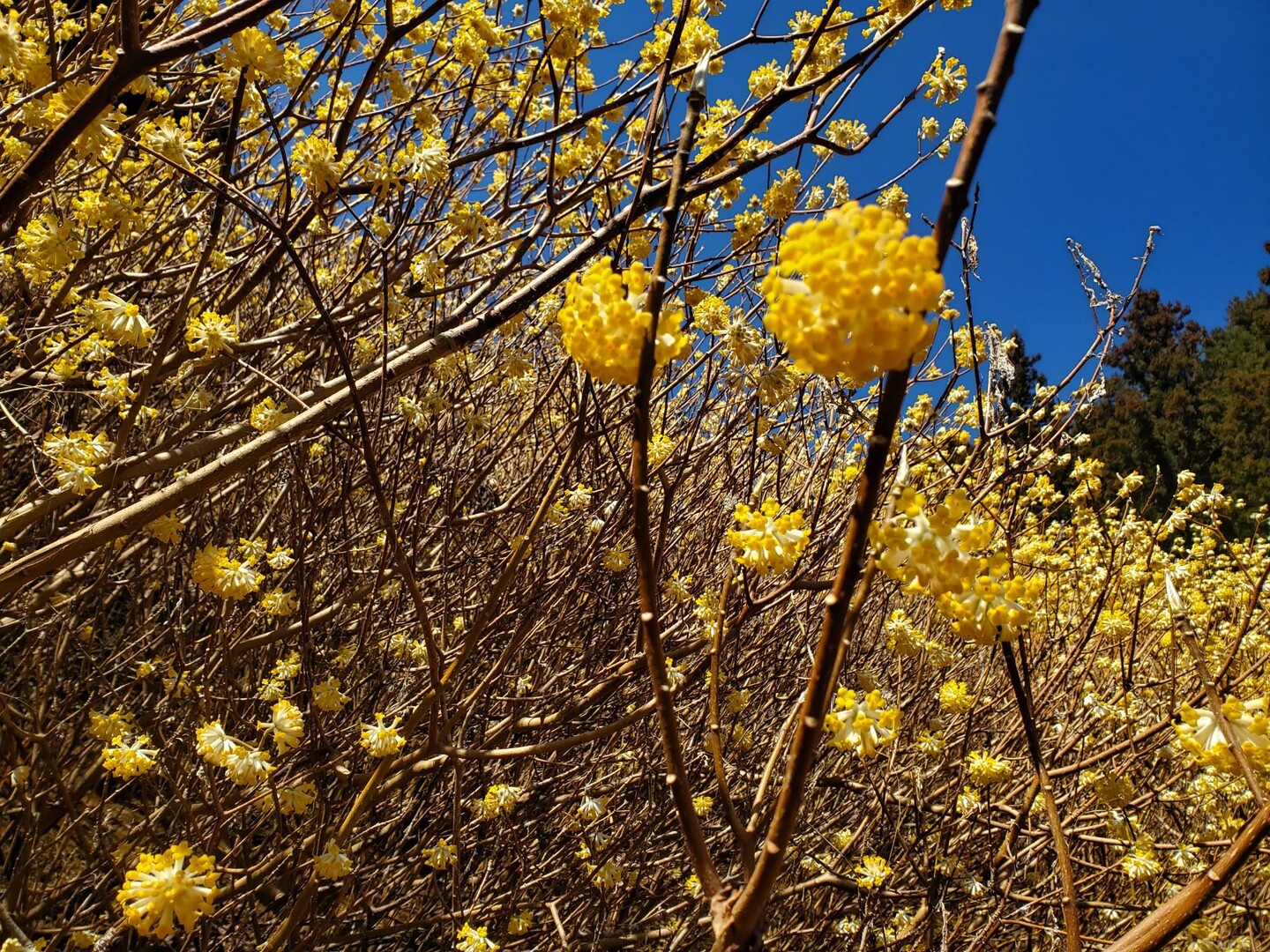 根本山・熊鷹山・氷室山-2023-03-19 / E35-sun☀️さんの根本山・熊鷹山・氷室山の活動データ | YAMAP / ヤマップ