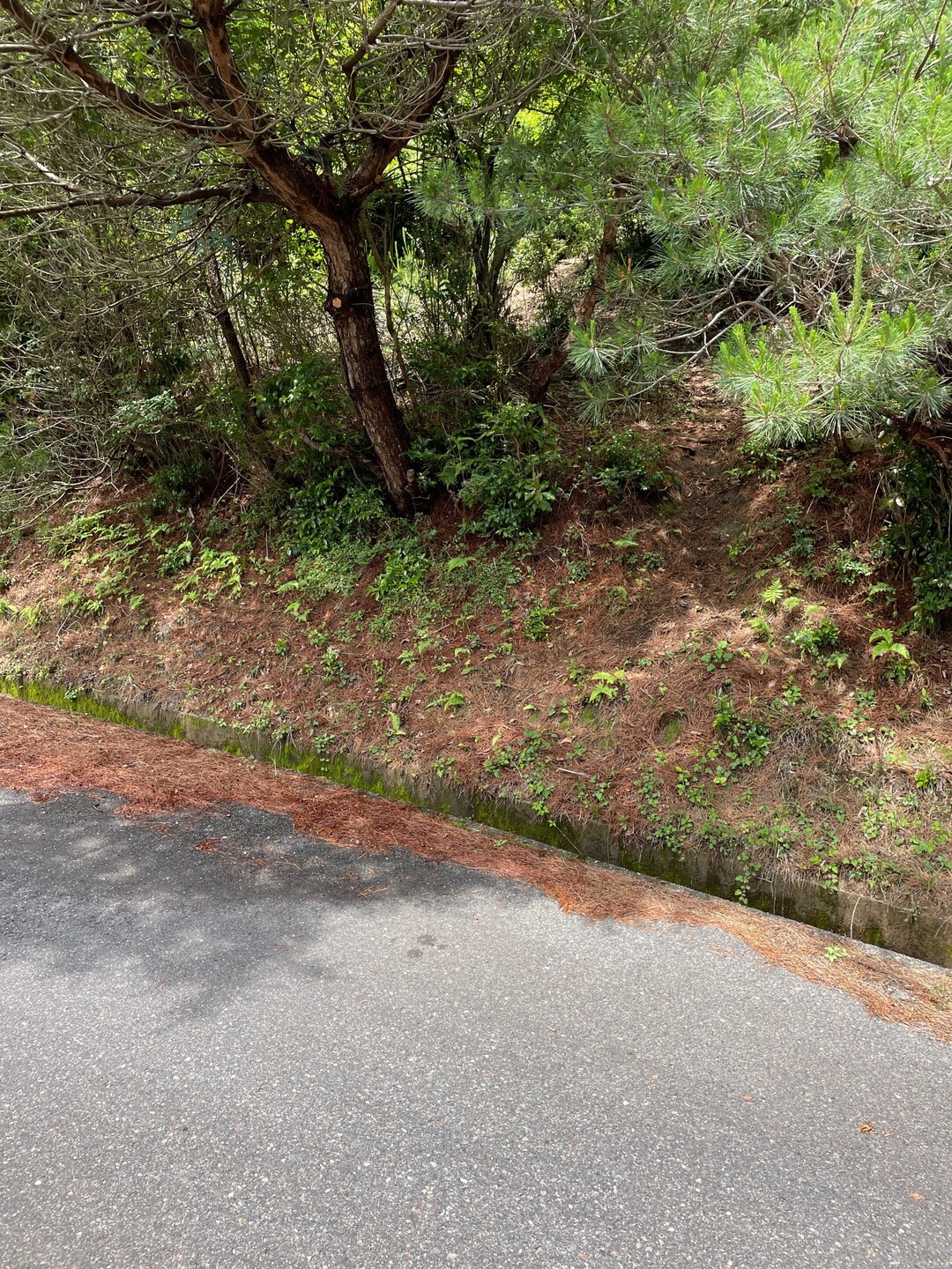 Marry🐾さんの投稿したフィールドメモ | YAMAP / ヤマップ