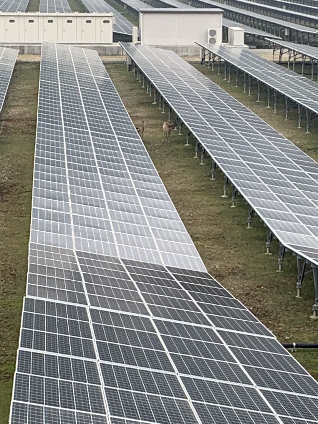 音羽山・牛尾山・西千頭岳・千頭岳 / pu_sanさんの音羽山・醍醐山の活動日記 | YAMAP / ヤマップ