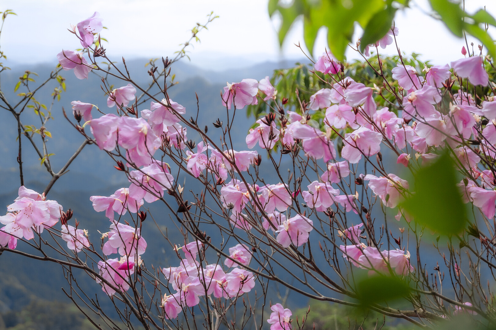 雪彦山(せっぴこ)ピコ PICO⛰8の字ループトレッキン🏃‍♂️。。。 / レンジャー前田さんの雪彦山の活動データ | YAMAP / ヤマップ